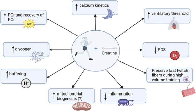 Creatine for Aging Cyclists: How it works and how to take it - CTS